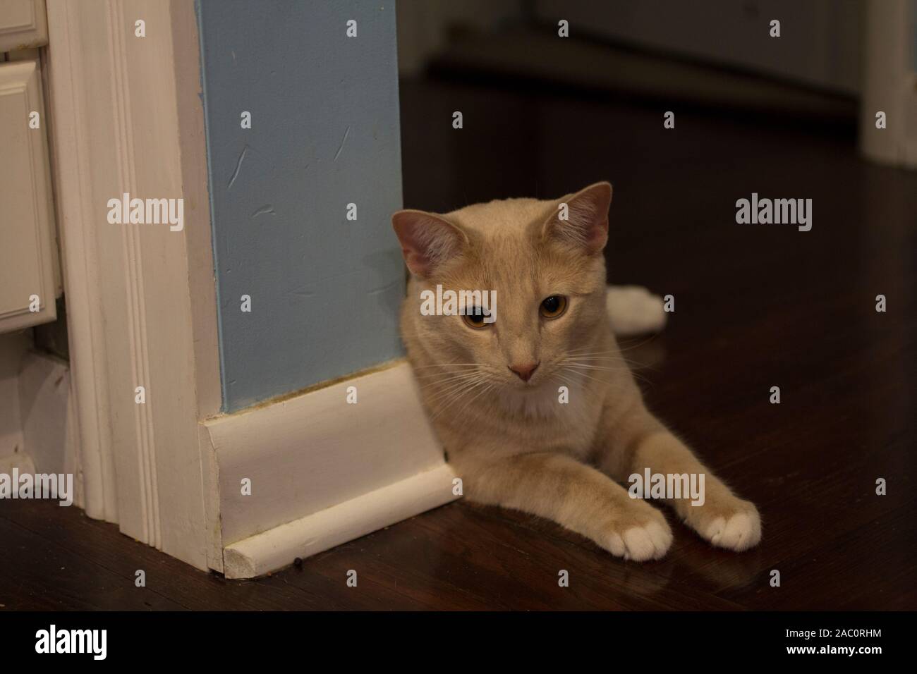 Tan cat hi-res stock photography and images - Alamy