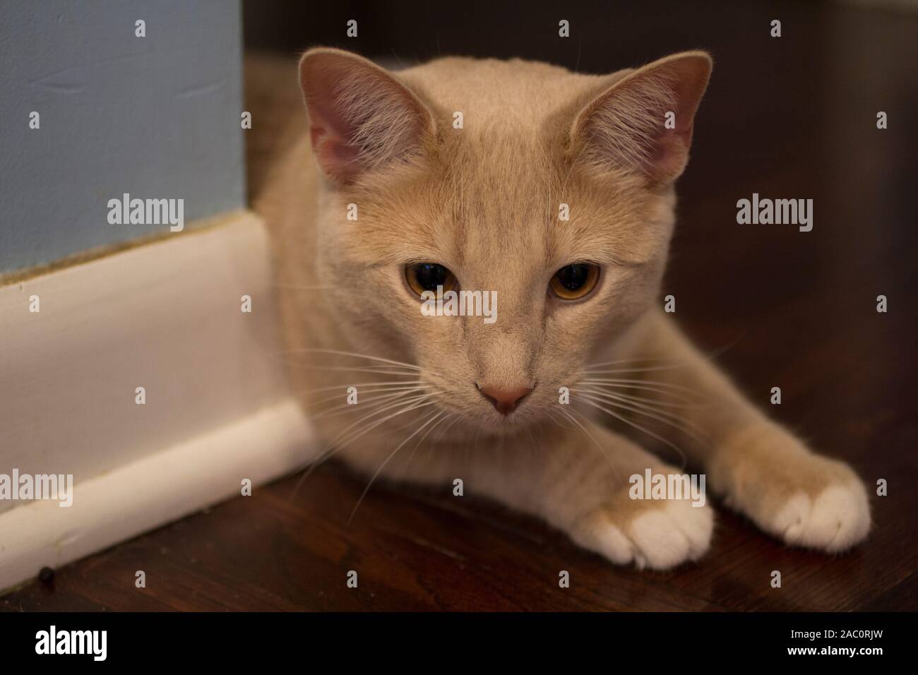 Tan cat hi-res stock photography and images - Alamy