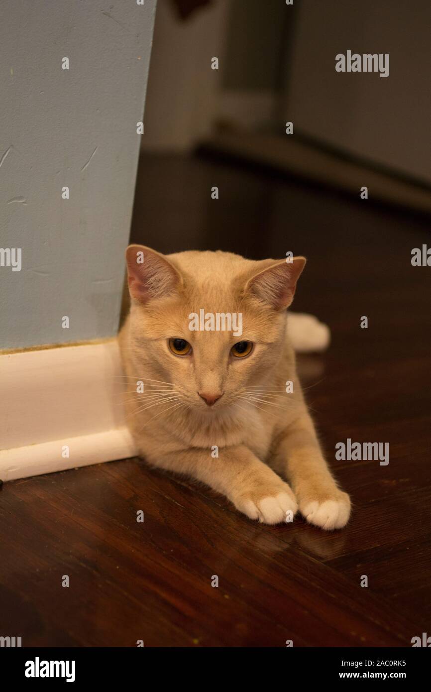 Tan cat hi-res stock photography and images - Alamy