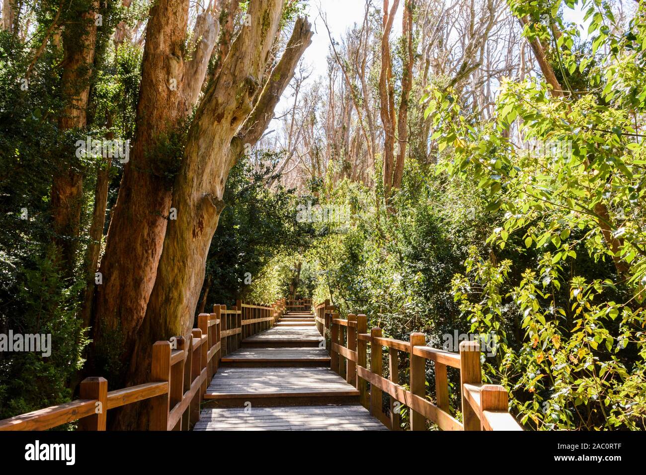 Arrayanes trees hi-res stock photography and images - Alamy