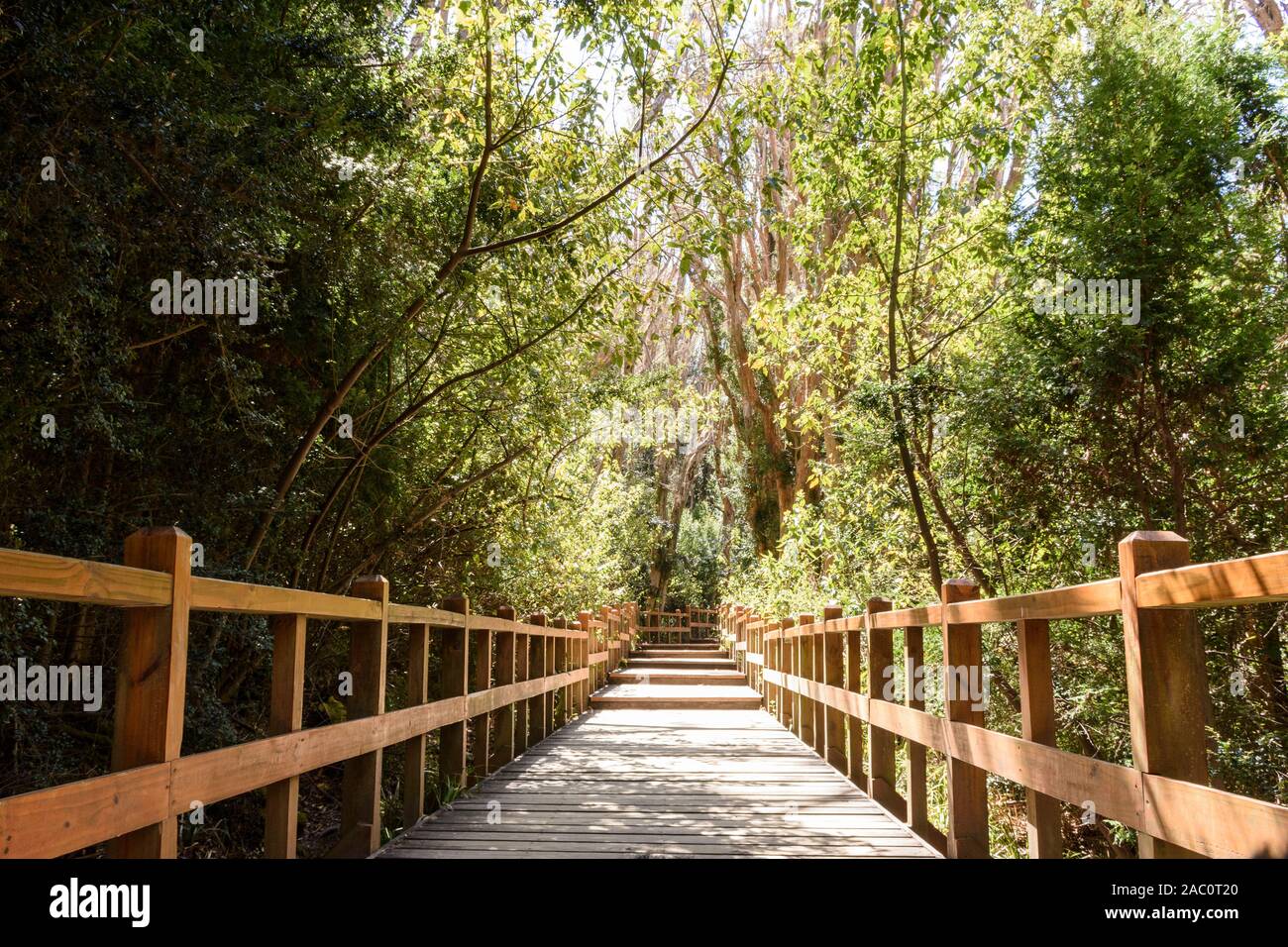 Arrayanes trees hi-res stock photography and images - Alamy