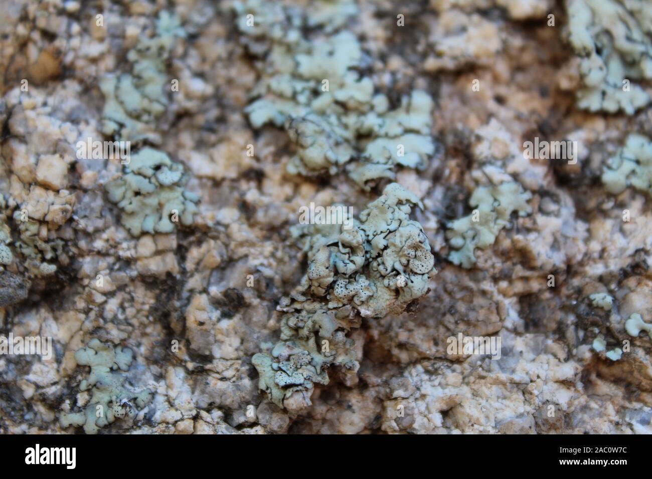 Lichen in the desert hi-res stock photography and images - Alamy