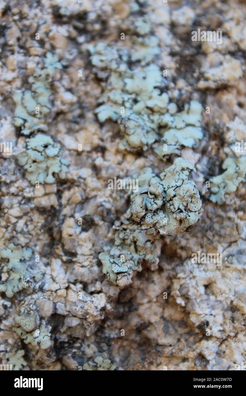 Lichen in the desert hi-res stock photography and images - Alamy