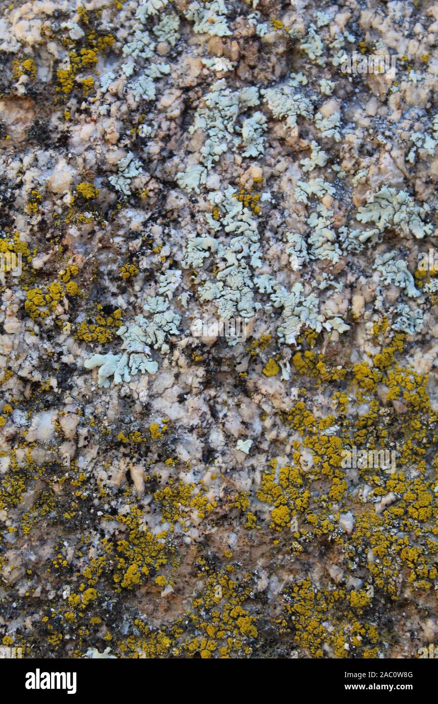 Lichen in the desert hi-res stock photography and images - Alamy