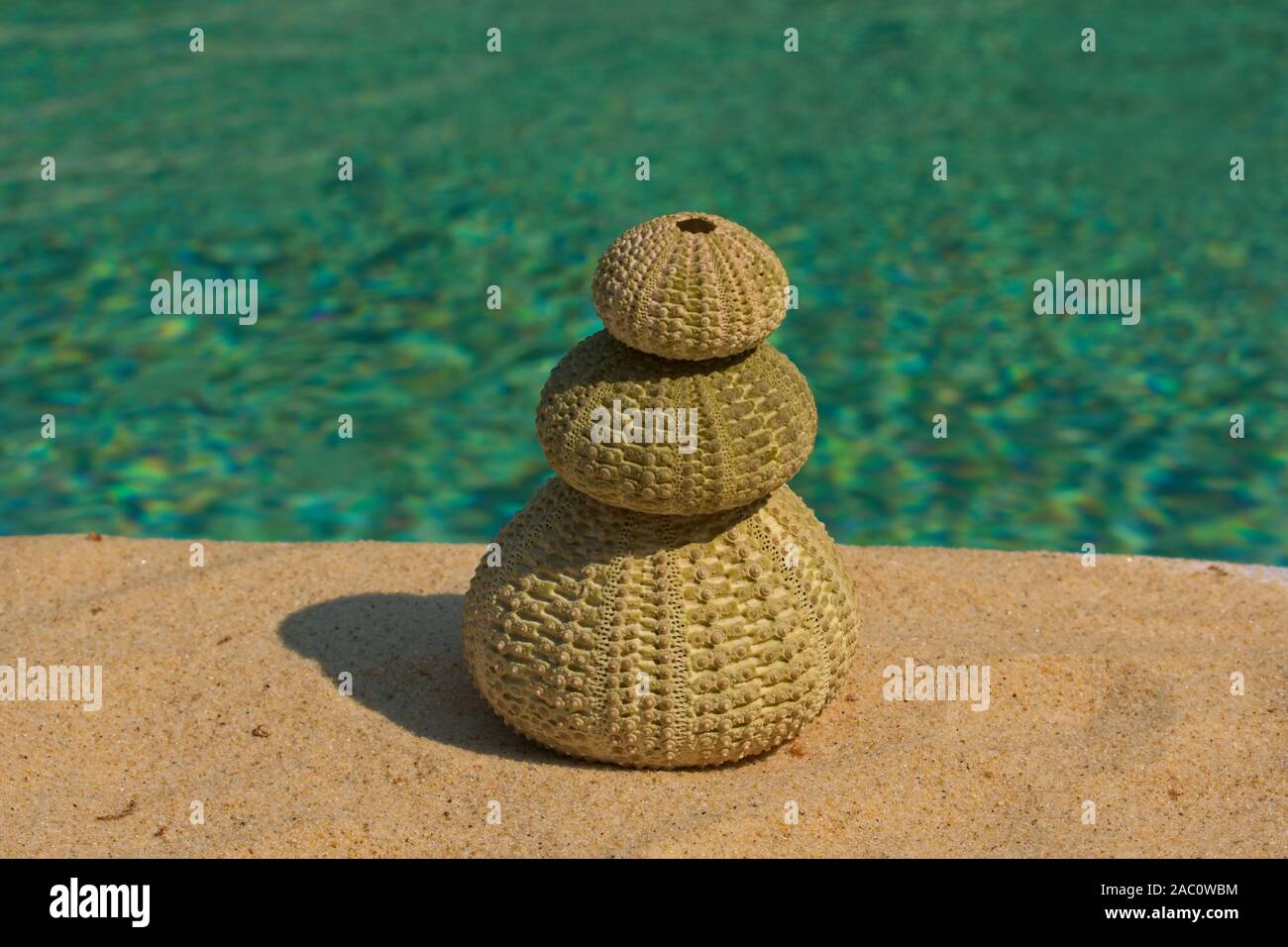 A stack of sea urchin shells Stock Photo - Alamy