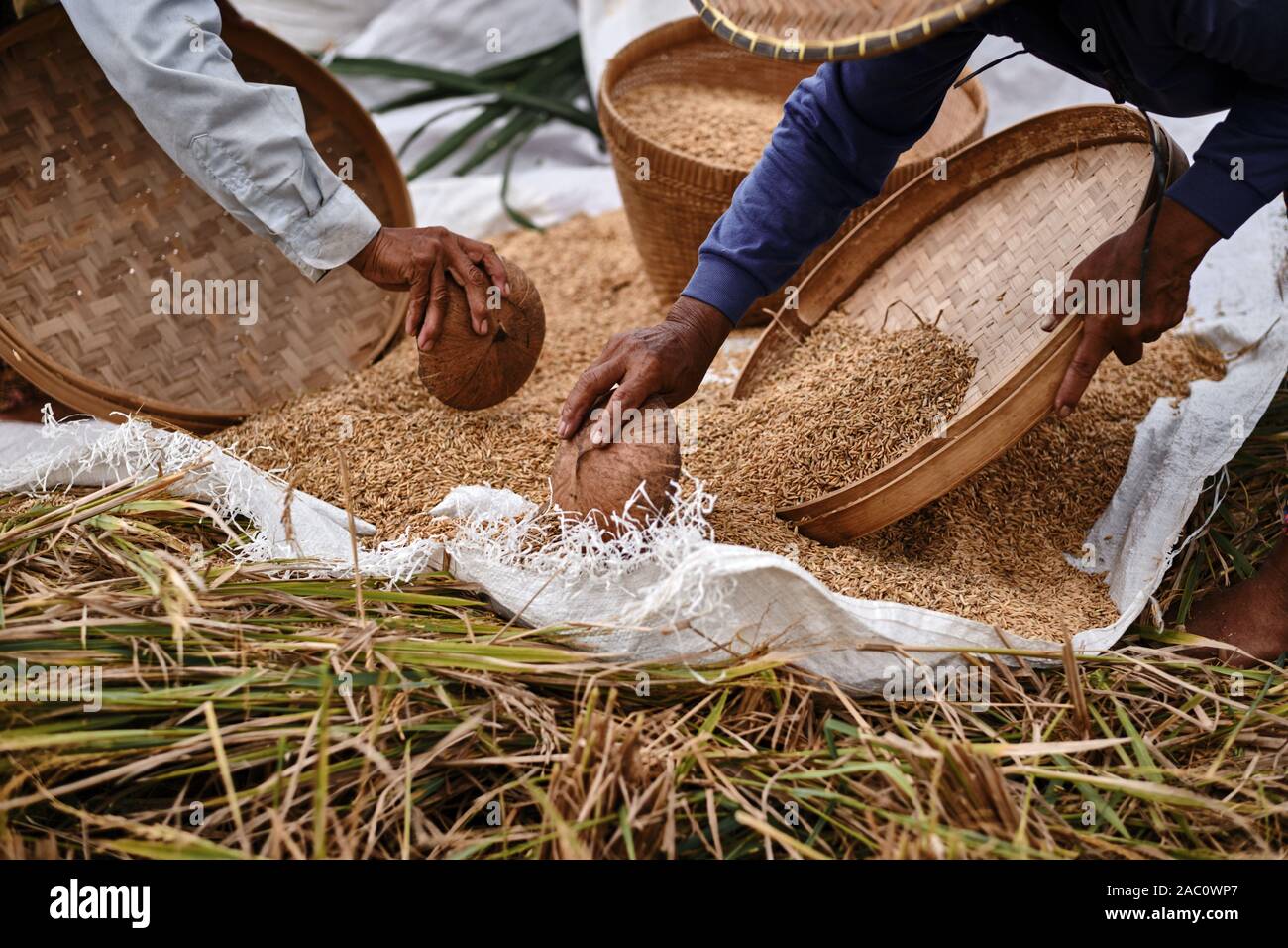 Hands of an old farmer collects grain of ripe rice in field. Close-up ...