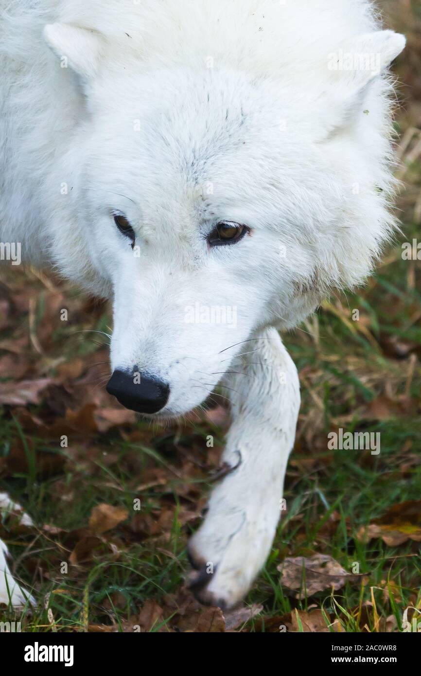White coated captive Artic Wolf (Canis Lupus Arctos) also known as a ...