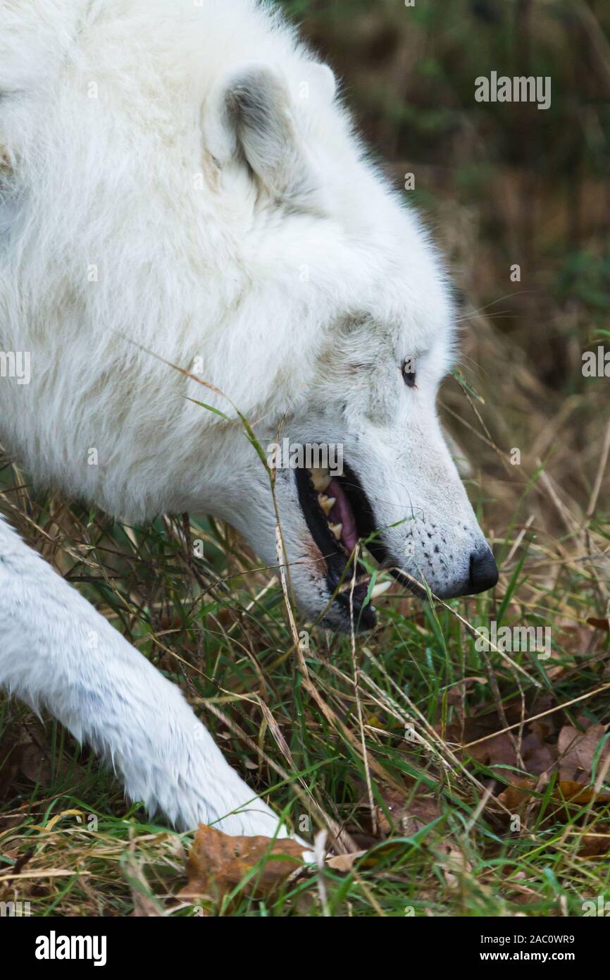 White coated captive Artic Wolf (Canis Lupus Arctos) also known as a ...