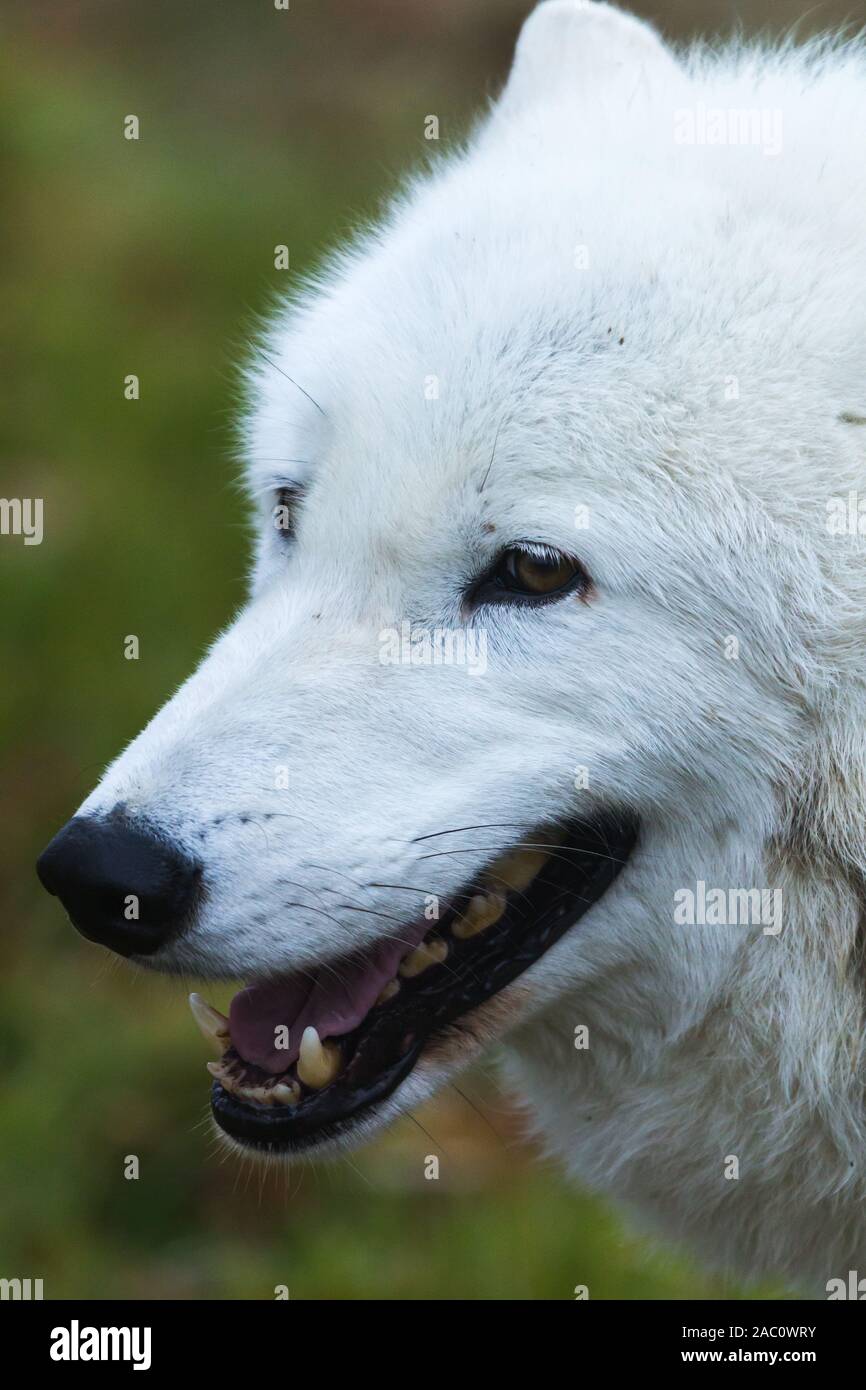White coated captive Artic Wolf (Canis Lupus Arctos) also known as a ...