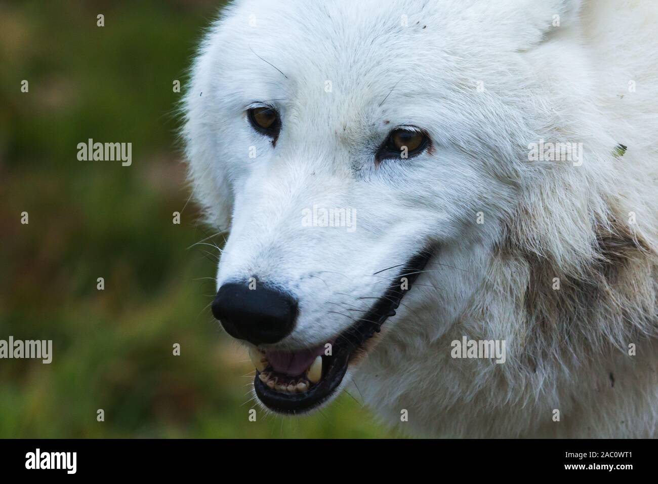 White coated captive Artic Wolf (Canis Lupus Arctos) also known as a ...