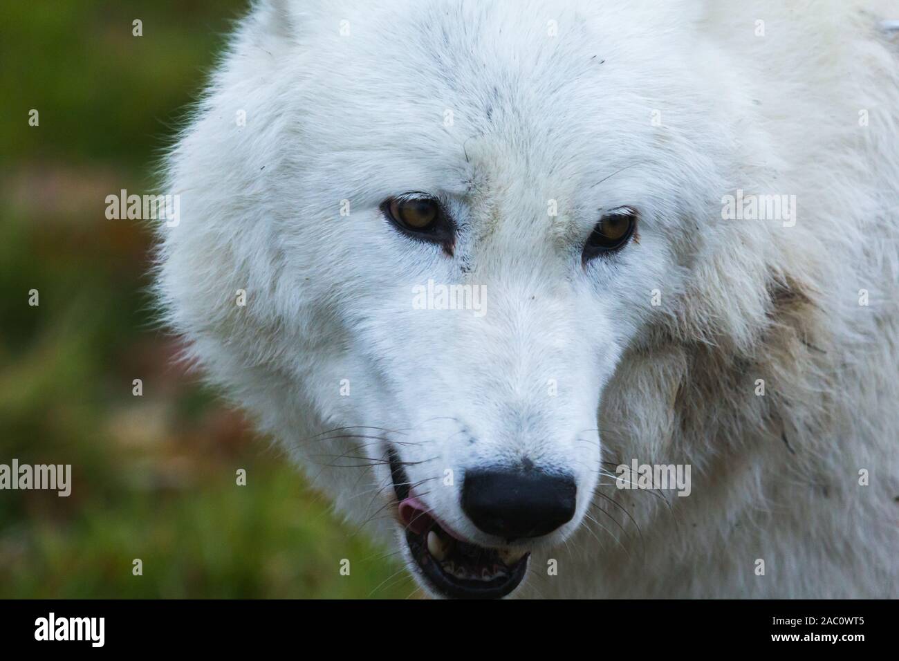 White coated captive Artic Wolf (Canis Lupus Arctos) also known as a ...