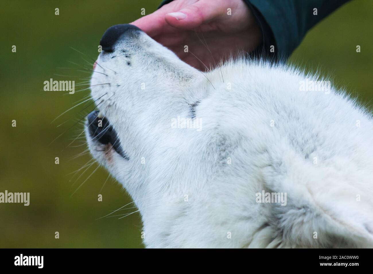 White coated captive Artic Wolf (Canis Lupus Arctos) also known as a ...