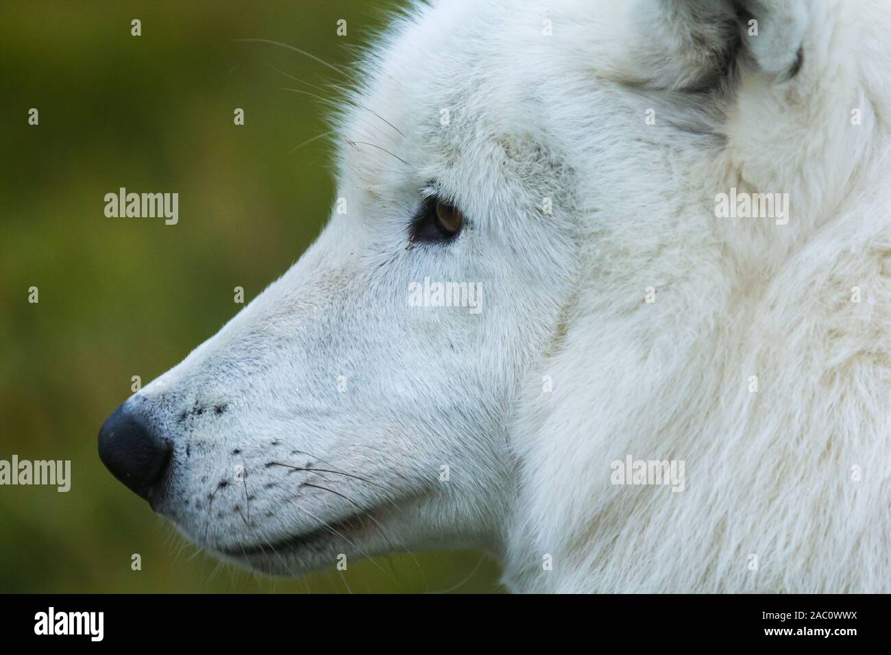 White coated captive Artic Wolf (Canis Lupus Arctos) also known as a ...