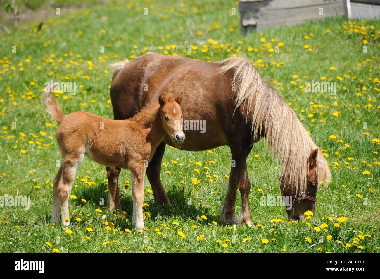 A horse and its very young colt Stock Photo - Alamy