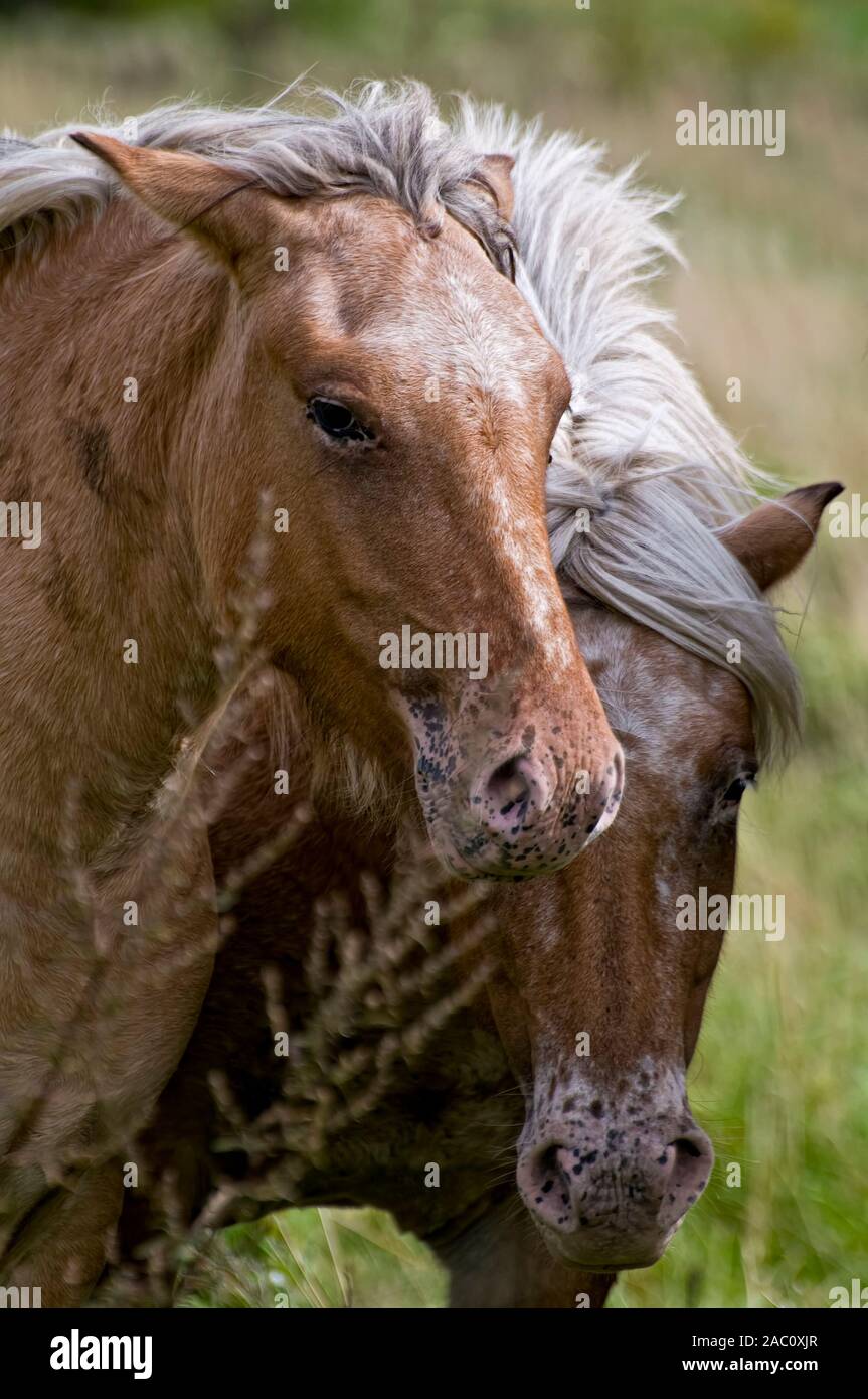 Shaggy horse hi-res stock photography and images - Alamy