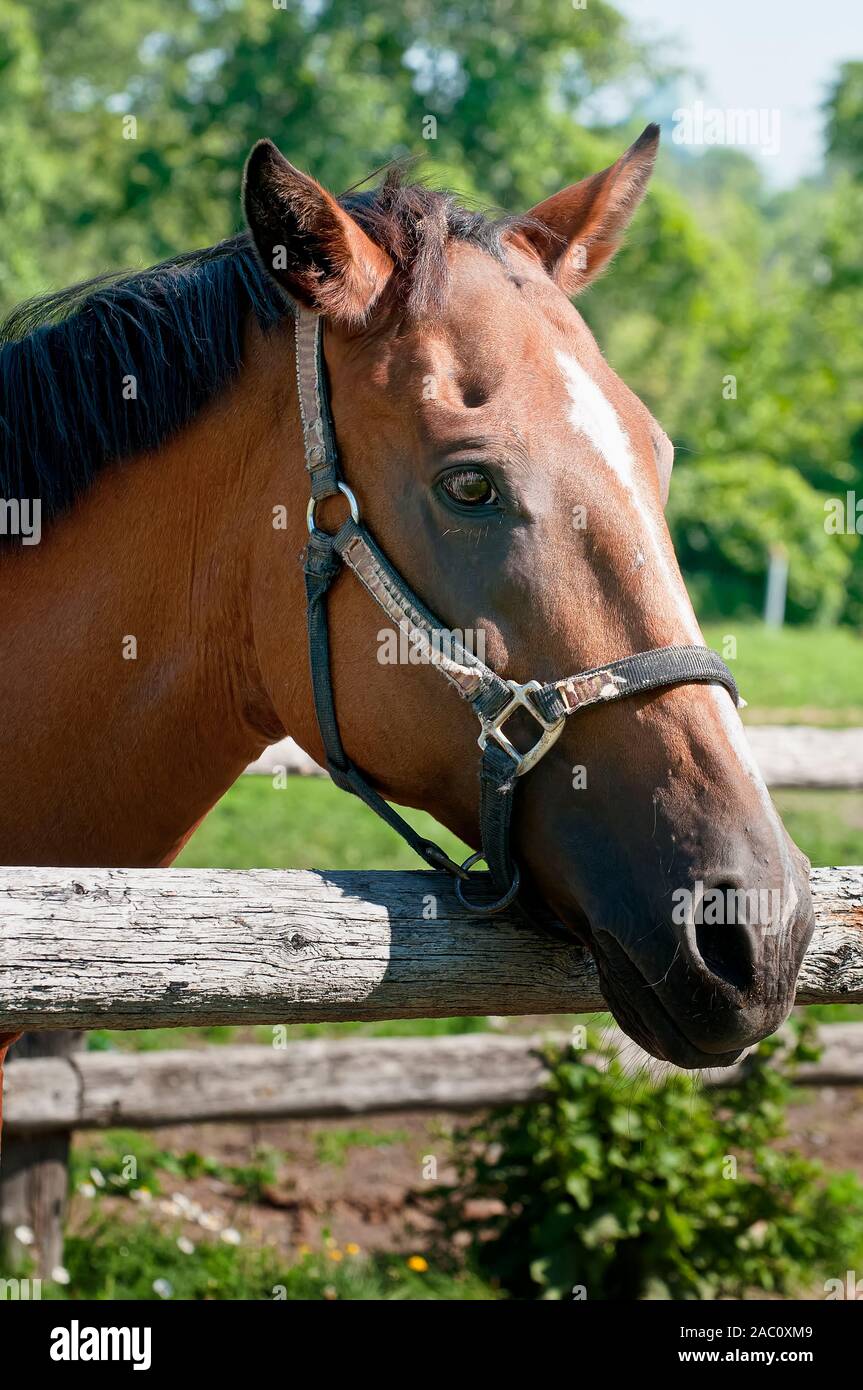 A portrait of a horse with it's head over a fence Stock Photo - Alamy