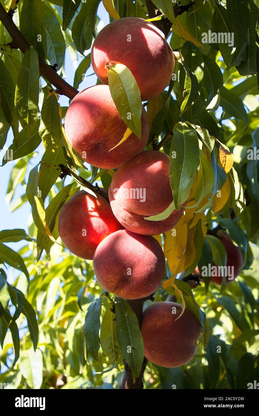 Ripe sweet peach fruits growing on a peach tree branch in orchard Stock ...