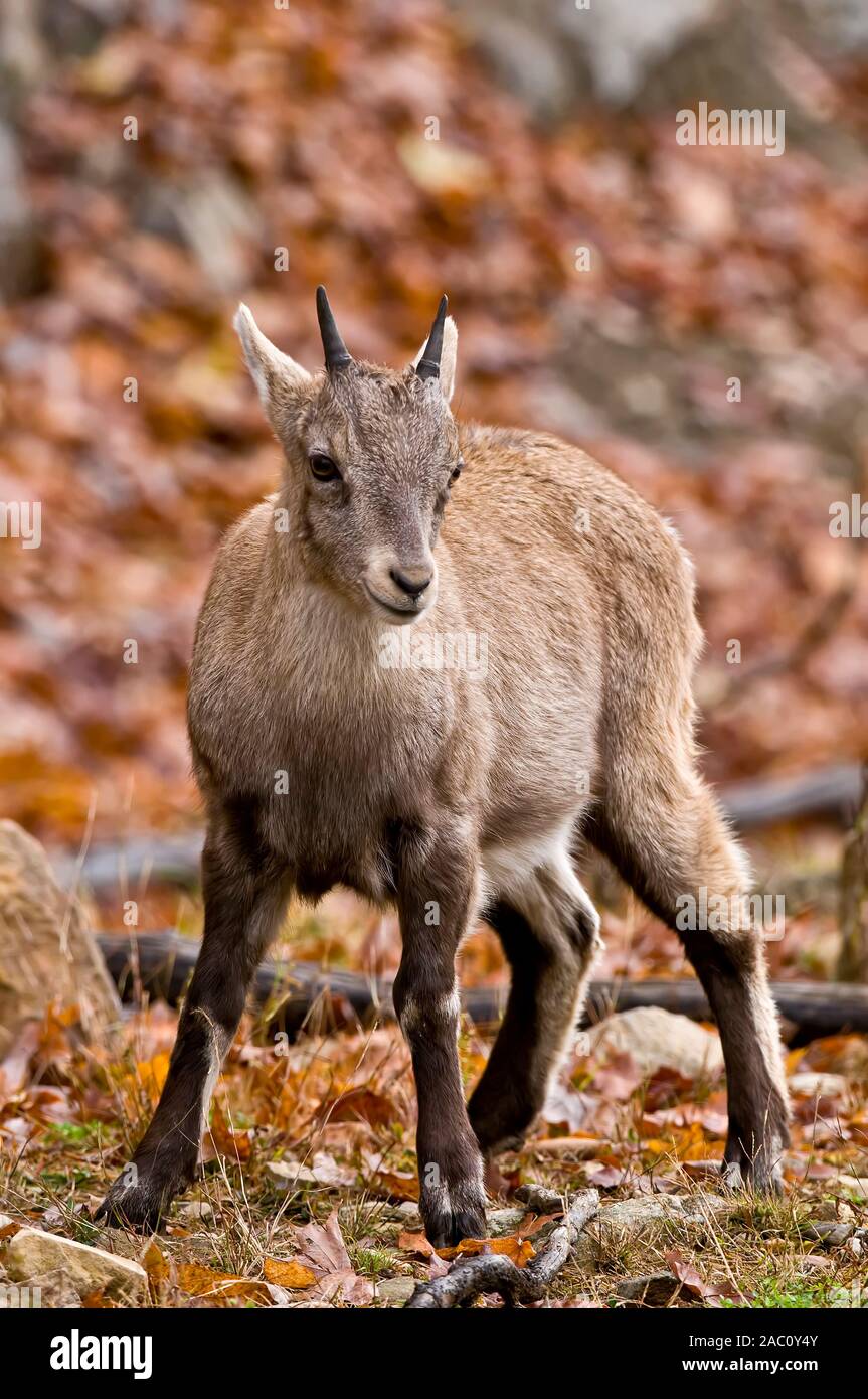 Ibex pics hi-res stock photography and images - Alamy