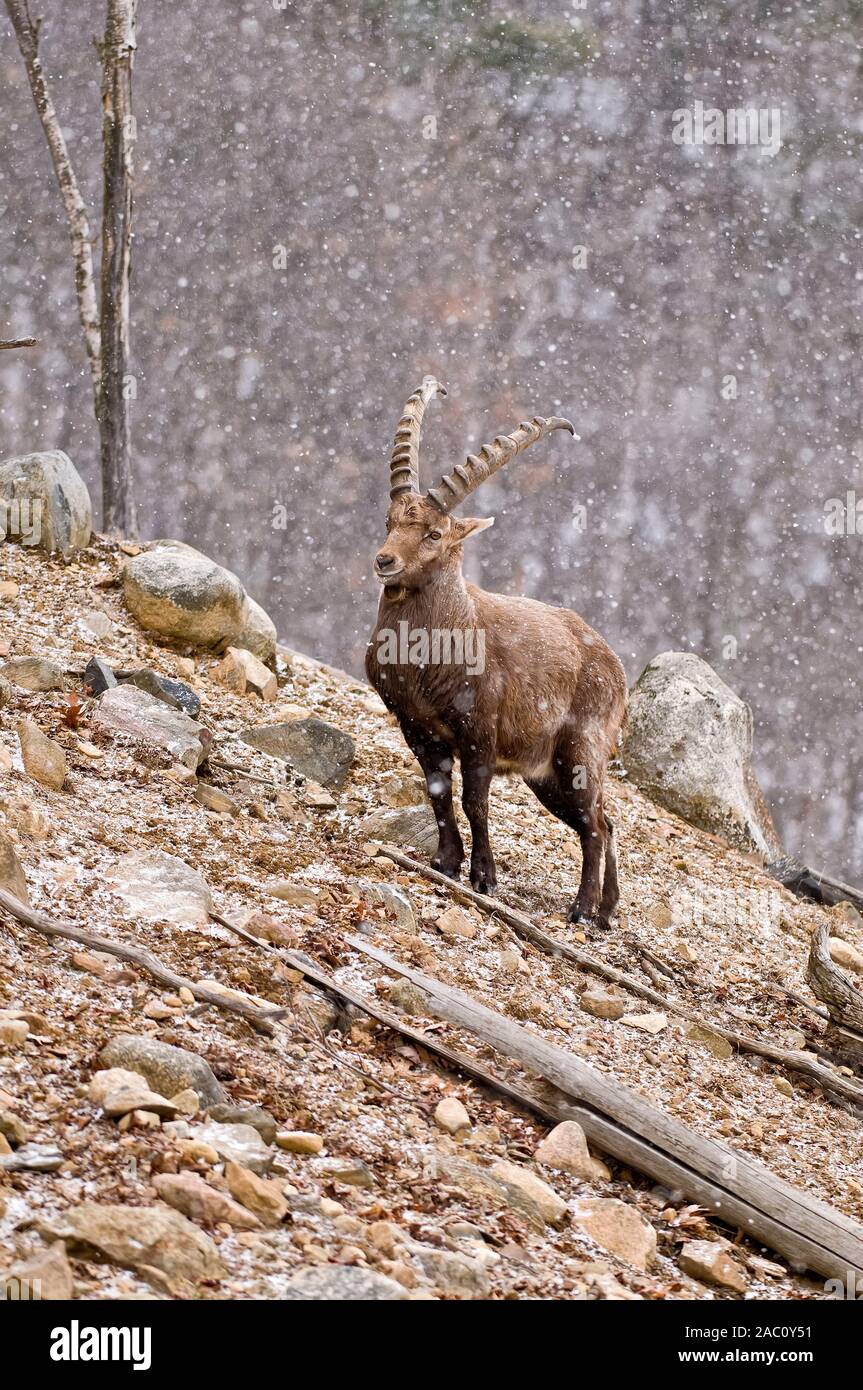 Ibex standing on rock wall Stock Photo - Alamy