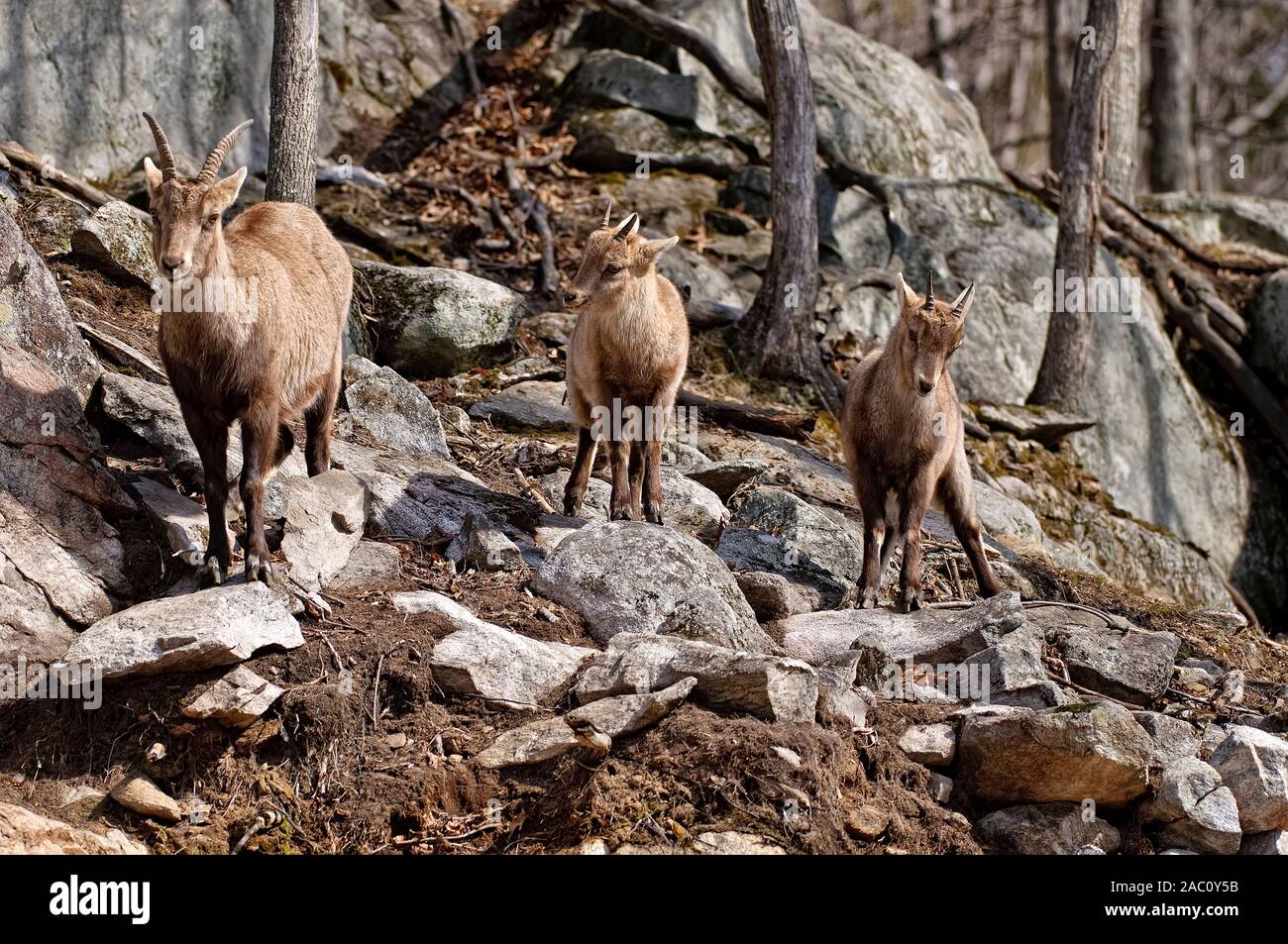 Ibex standing on rock wall Stock Photo - Alamy