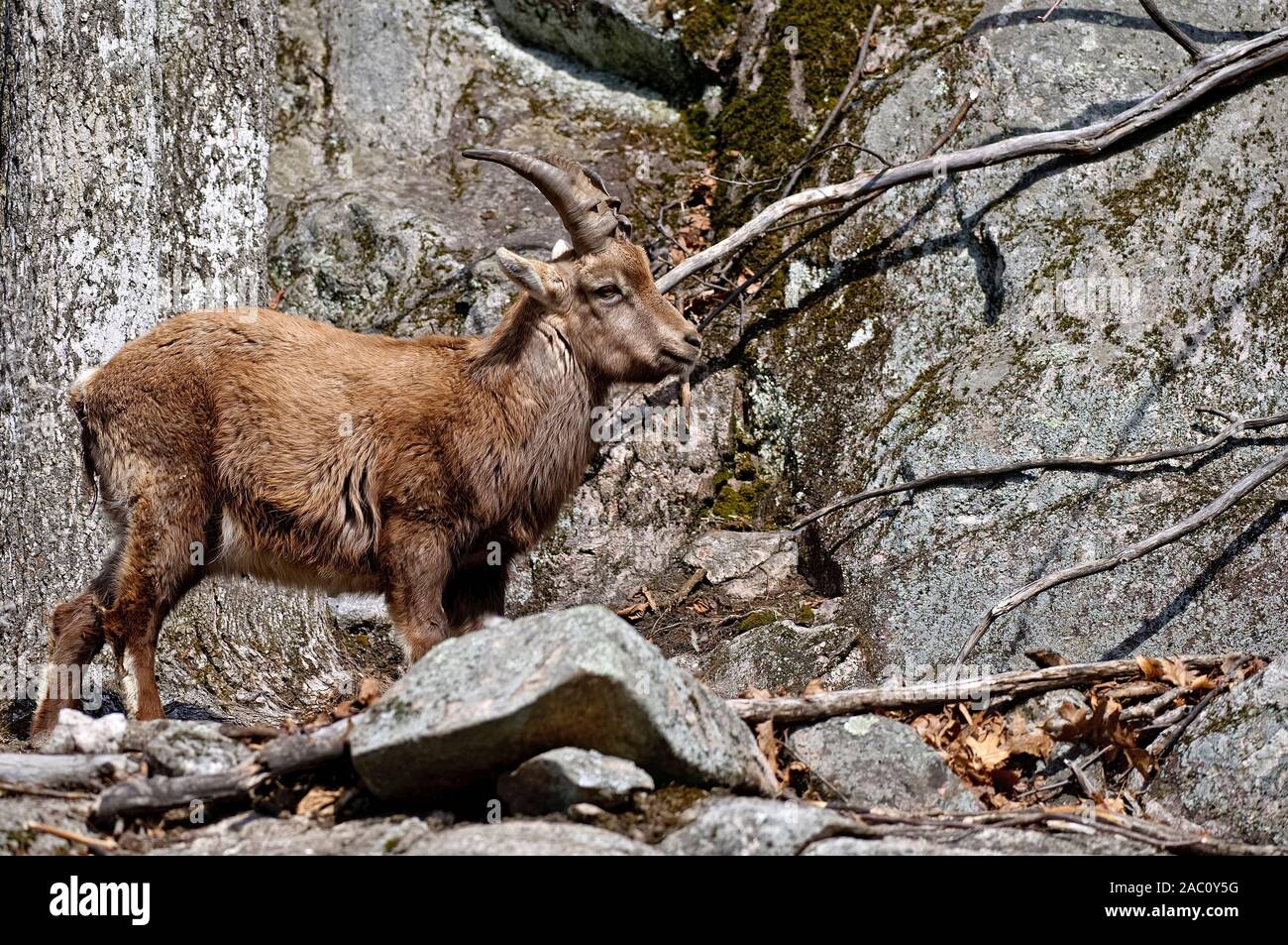 Ibex on rocks hi-res stock photography and images - Alamy