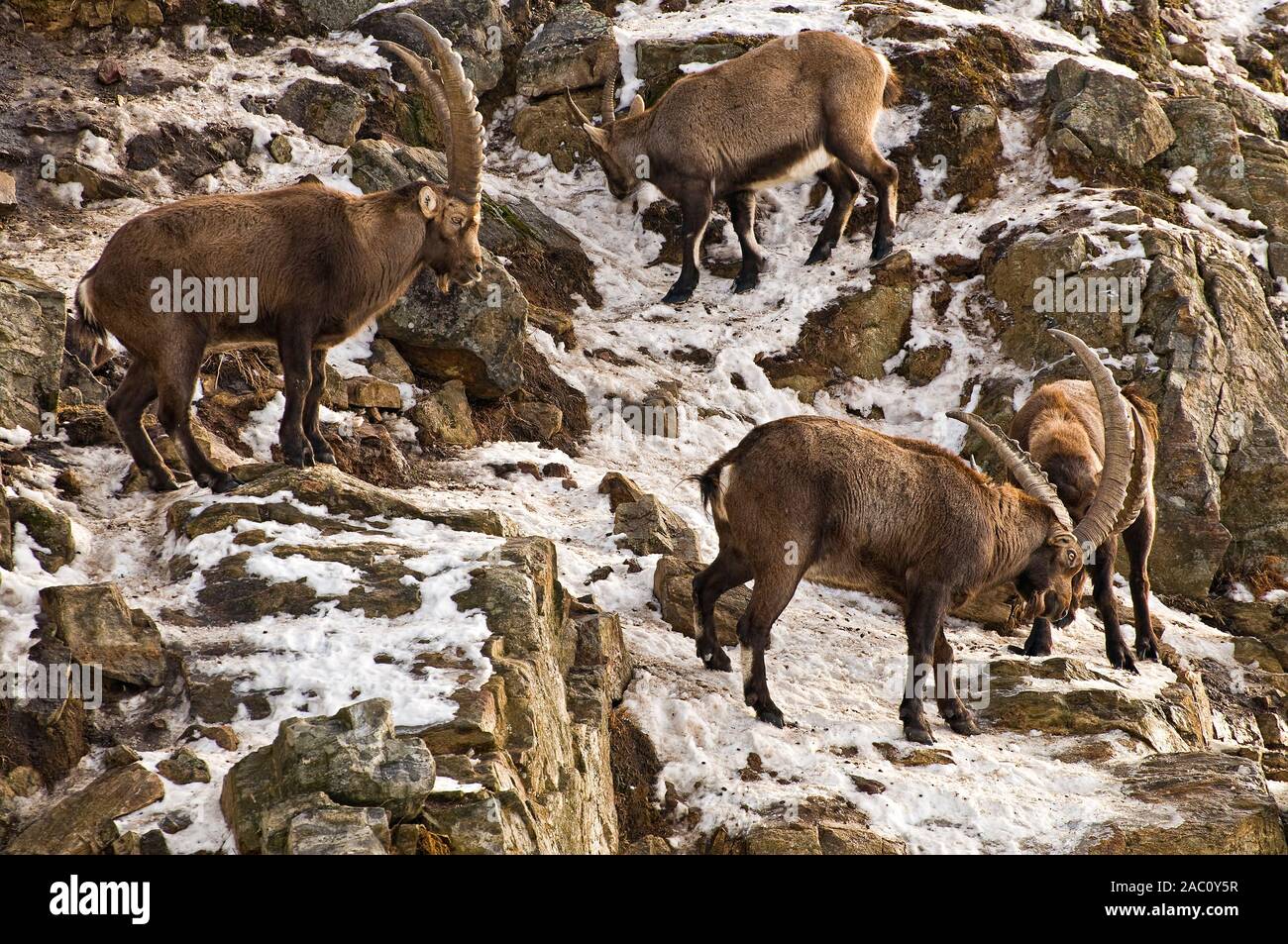 Ibex standing on rock wall Stock Photo - Alamy