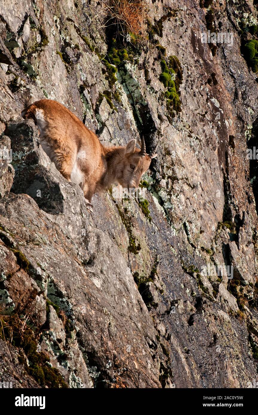 Ibex standing on rock wall Stock Photo - Alamy