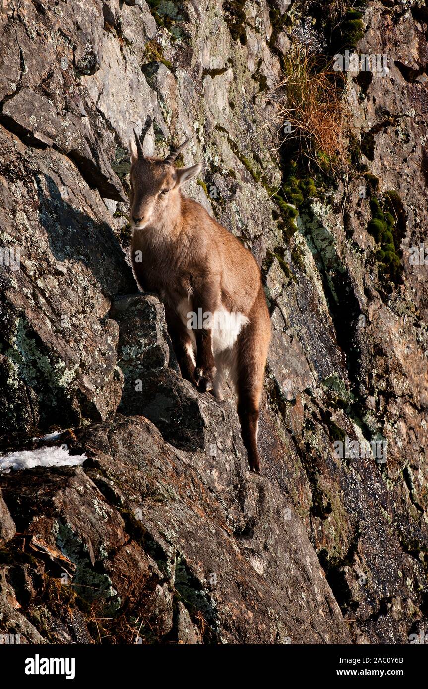 Ibex picture hi-res stock photography and images - Alamy
