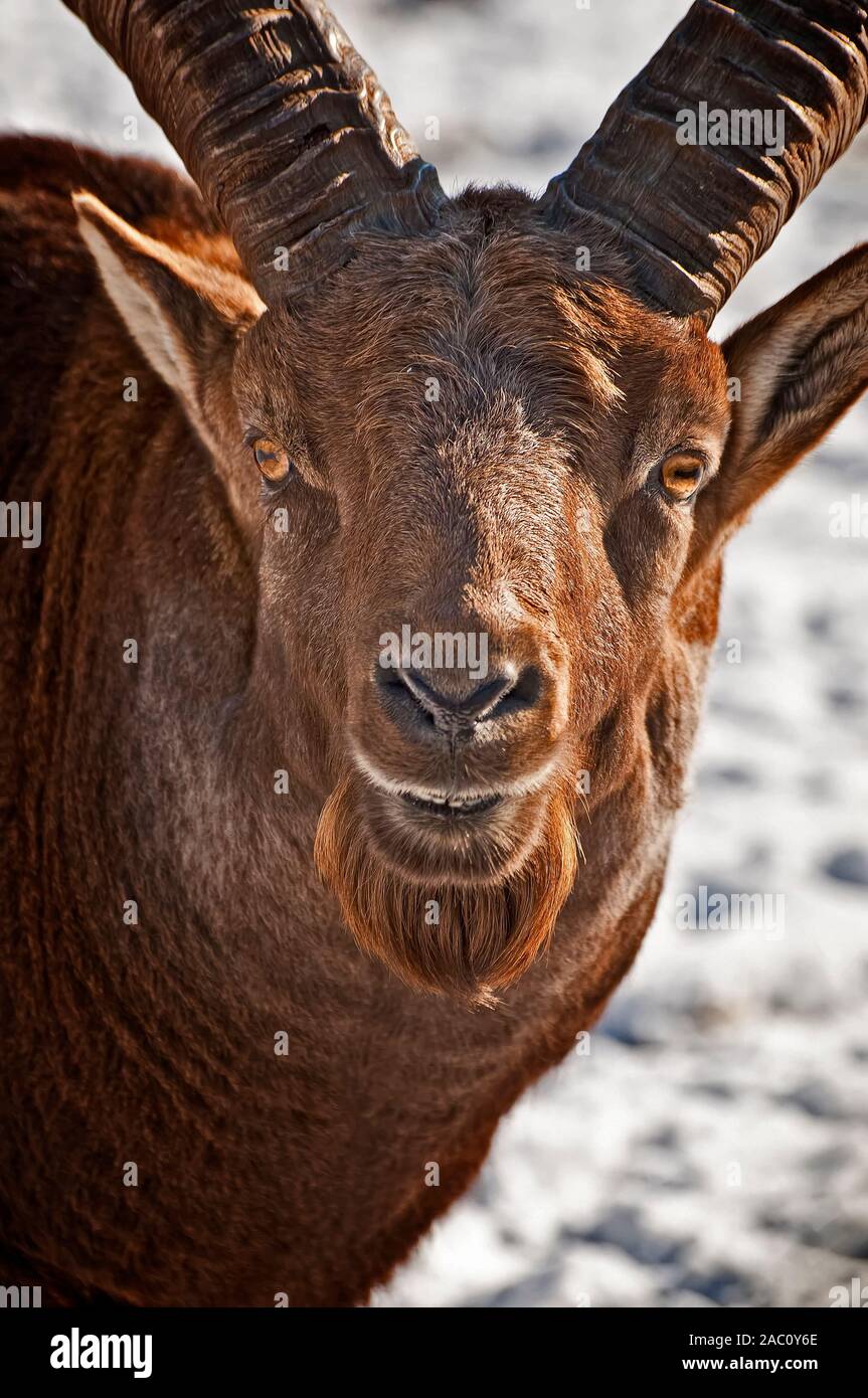 Closeup portrait of make Ibex Stock Photo - Alamy