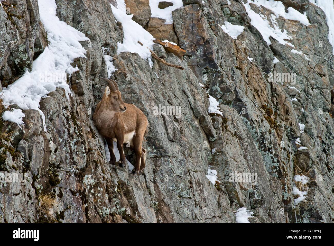Ibex standing on rock wall Stock Photo - Alamy