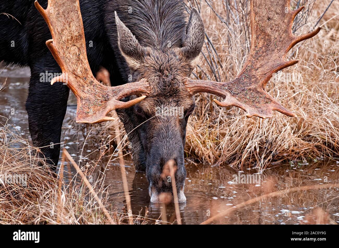 Closeup portrait of Bull Moose Stock Photo - Alamy