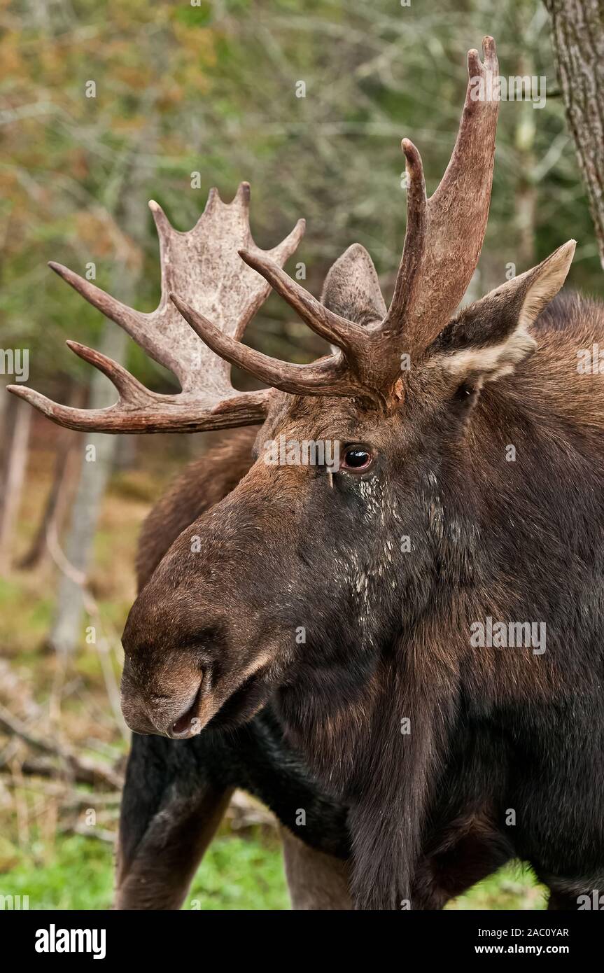 Moose canada hi-res stock photography and images - Alamy