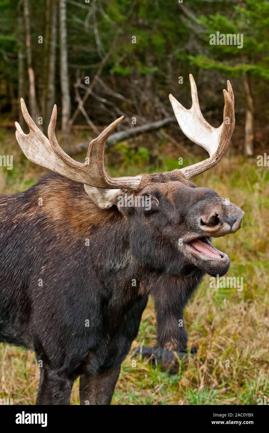 Closeup portrait of Bull Moose Stock Photo - Alamy