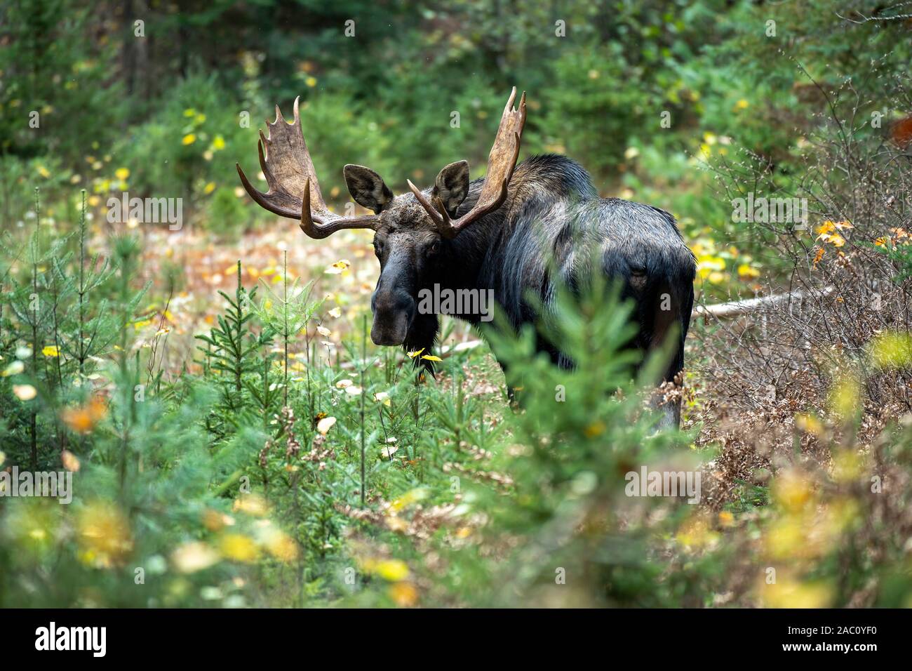 Moose in vegetation looking back over it's shoulder Stock Photo - Alamy