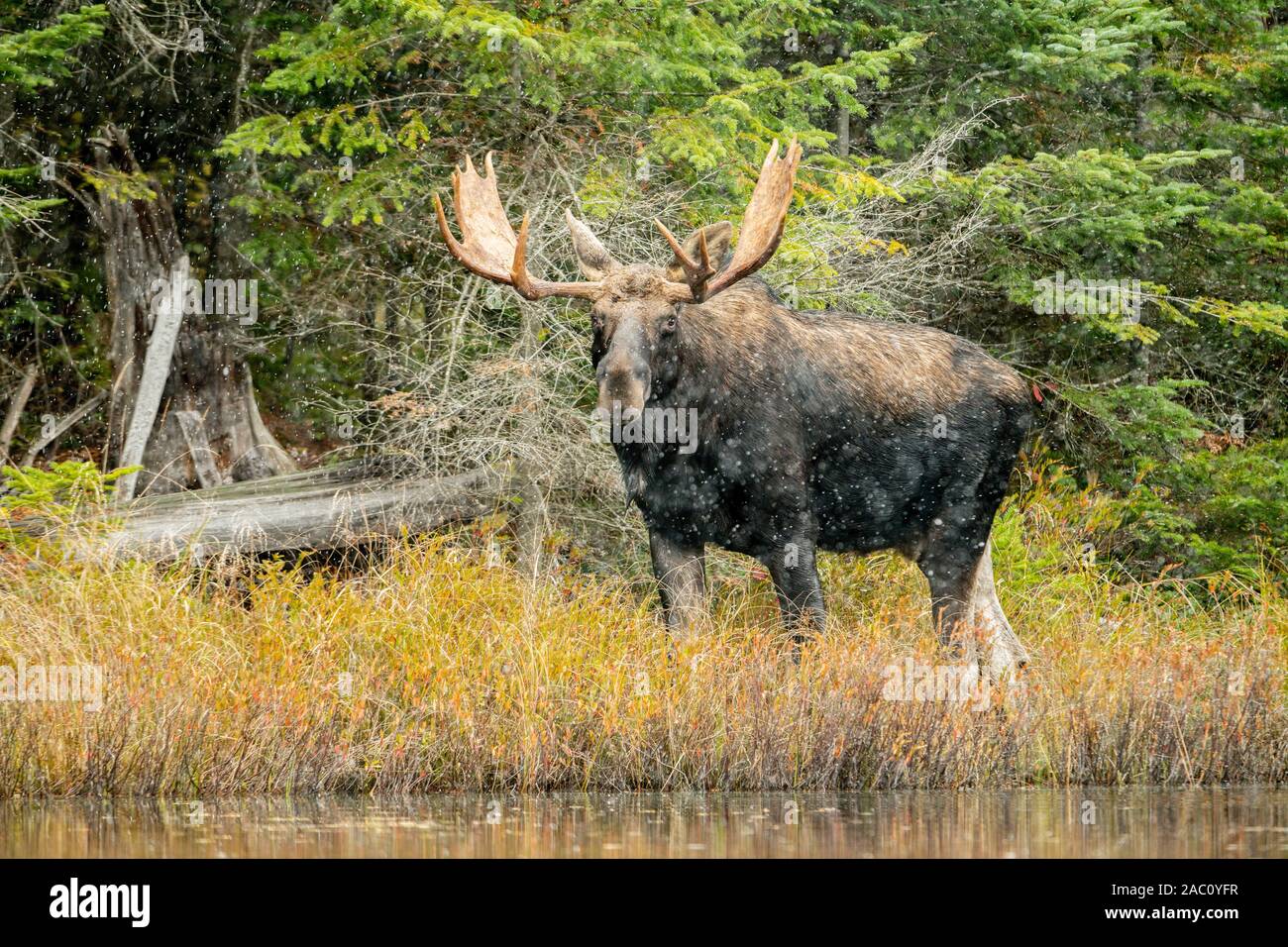 Moose in grass during snow squall Stock Photo - Alamy