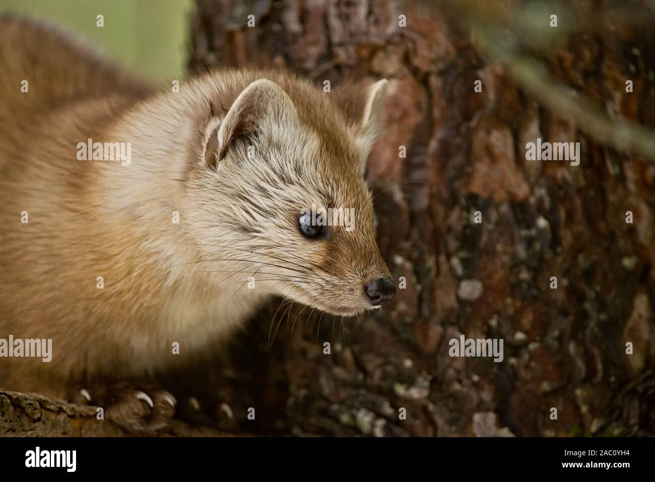 Pine marten photos hi-res stock photography and images - Alamy