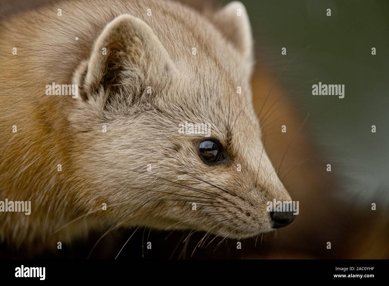 Pine Marten closeup portrait Stock Photo - Alamy