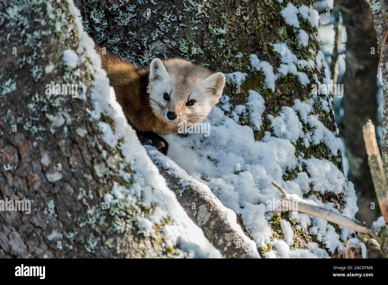 Pine marten pictures hi-res stock photography and images - Alamy