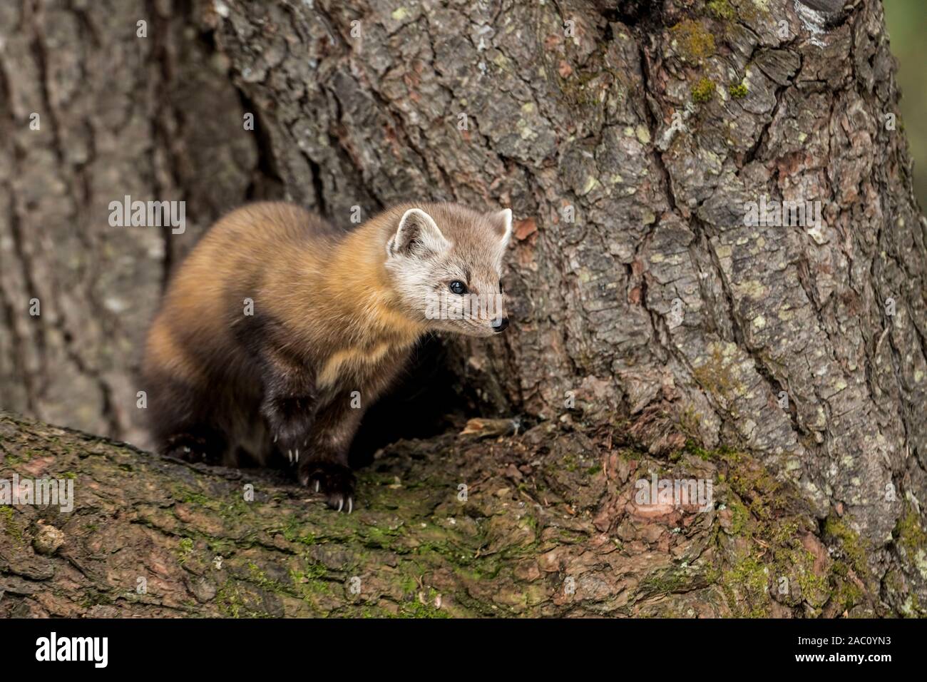 Pine marten photograph hi-res stock photography and images - Alamy