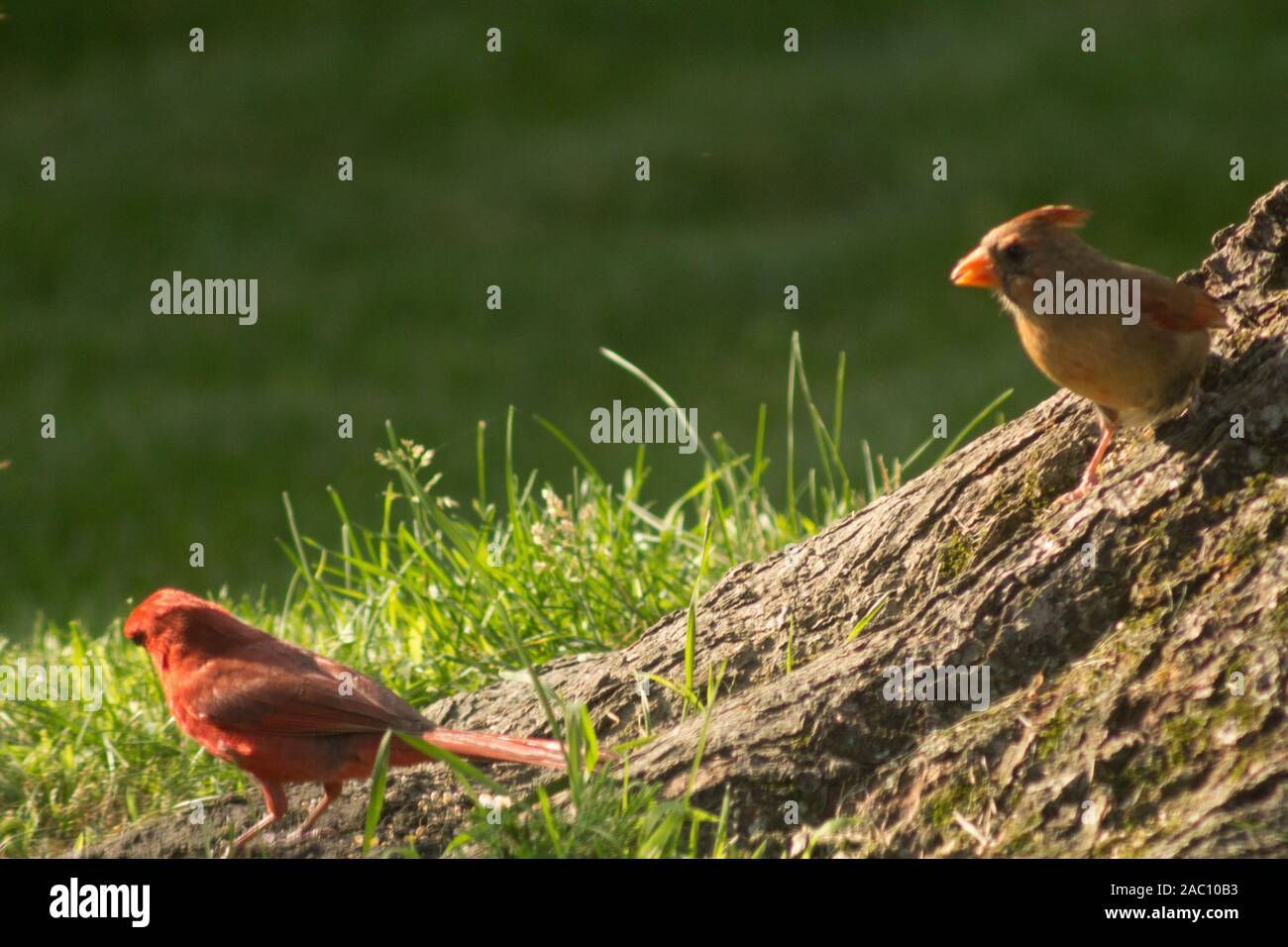 Cardinals in Yard Stock Photo - Alamy
