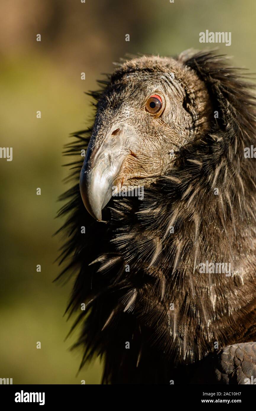One eye staring hi-res stock photography and images - Alamy