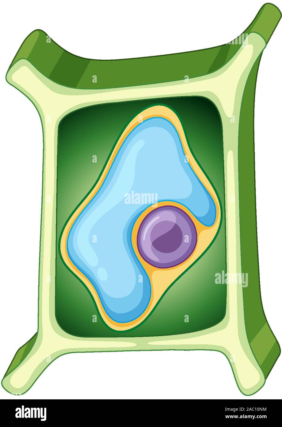 Diagram showing plant cell on white background illustration Stock ...