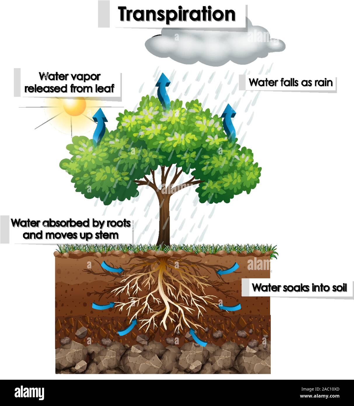 Diagram showing transpiration in plant illustration Stock Vector Image ...