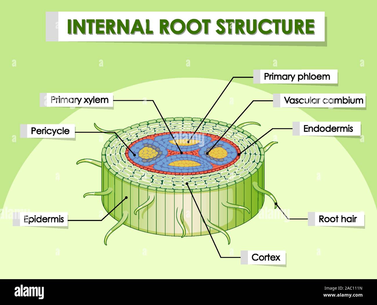 Showing internal structure Stock Vector Images - Alamy