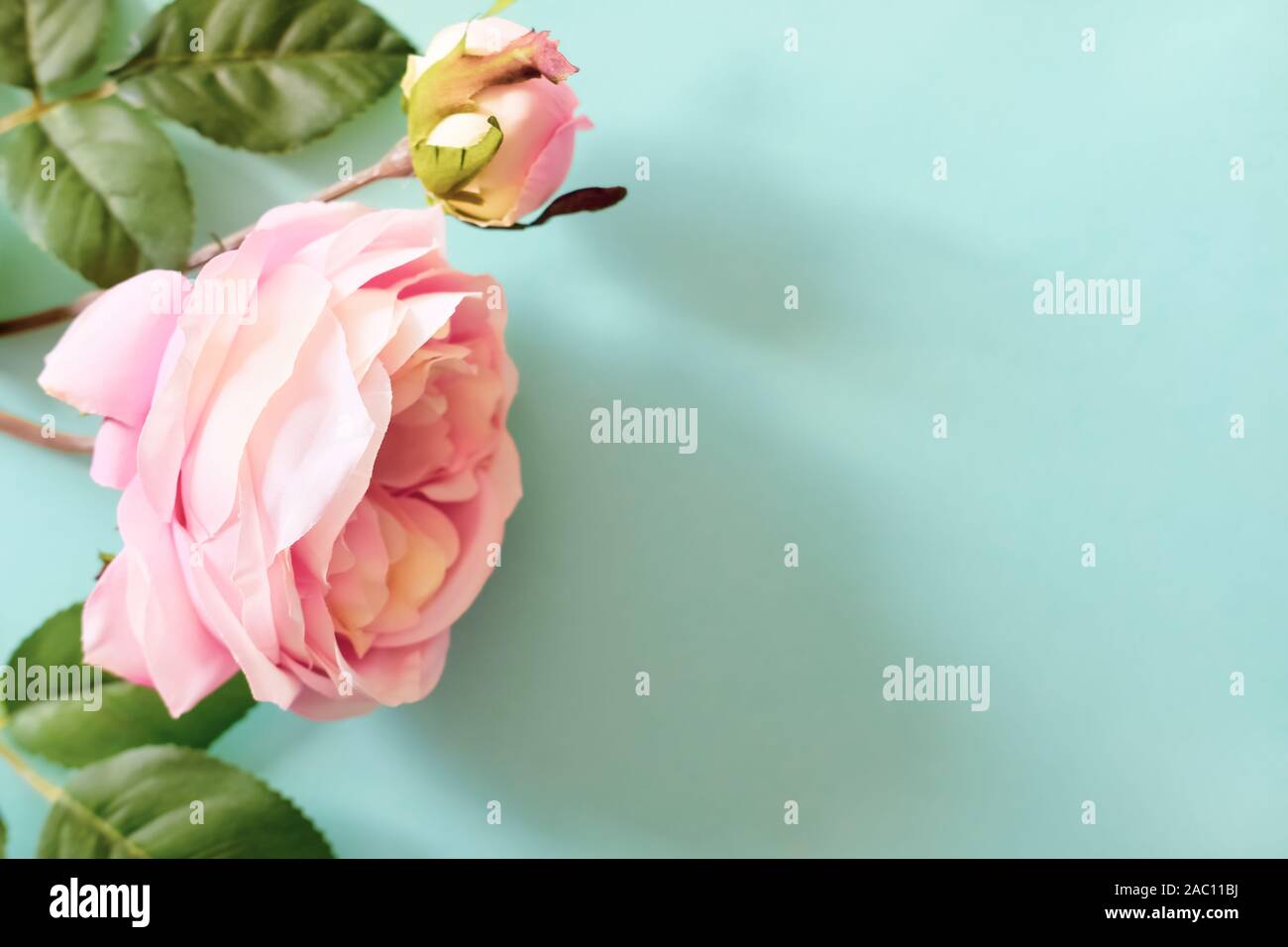 Turquoise and pink backdrop women hi-res stock photography and images ...