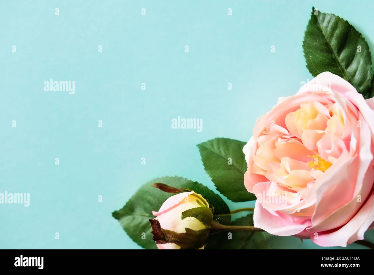 Turquoise and pink backdrop women hi-res stock photography and images ...