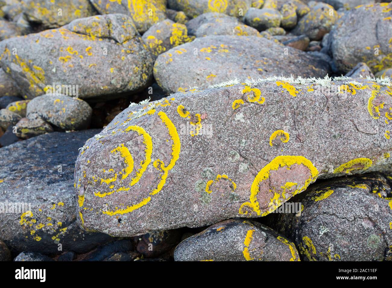 Lichen covered sandstone boulders on the shores of Loch Ewe, Scotland ...