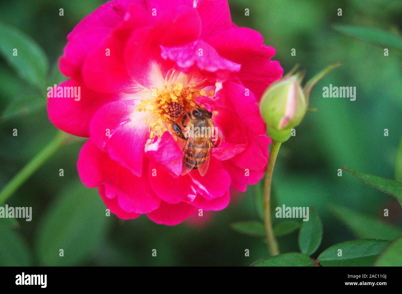 Close up bees gather nectar hi-res stock photography and images - Alamy