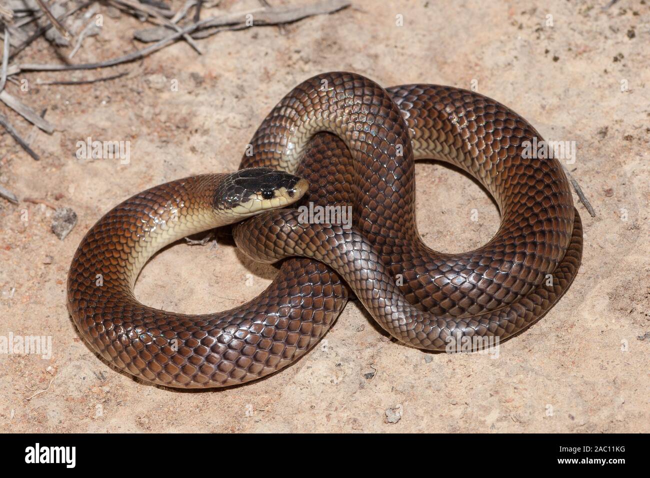 Dwyers hi-res stock photography and images - Alamy