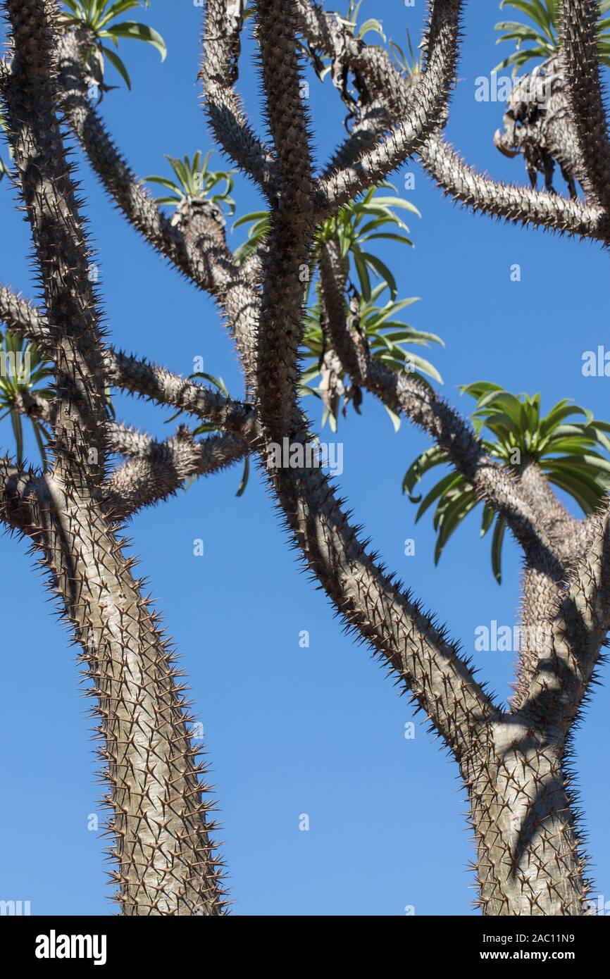 Madagascar Palm showing spiny trunk Stock Photo - Alamy